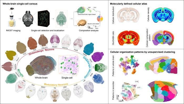 Science and Technology Daily丨Chinese Scientists’BrainCAD Creates First ...